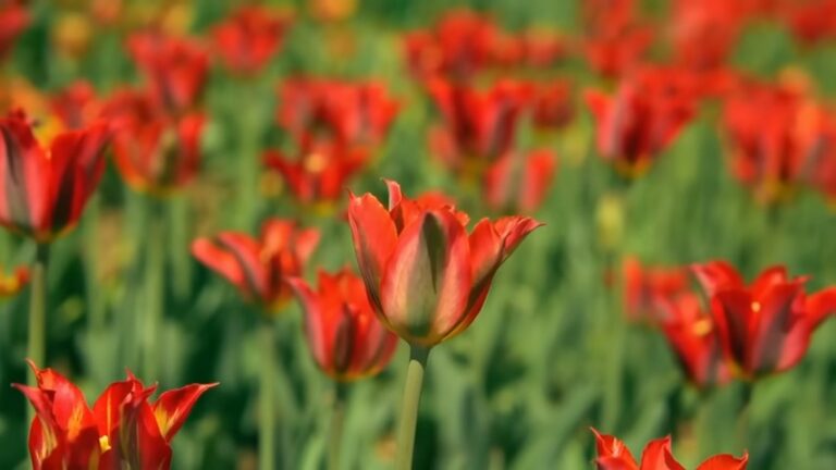 Colorimétrie: Synthèse additive et soustractive des couleurs - Profil ...